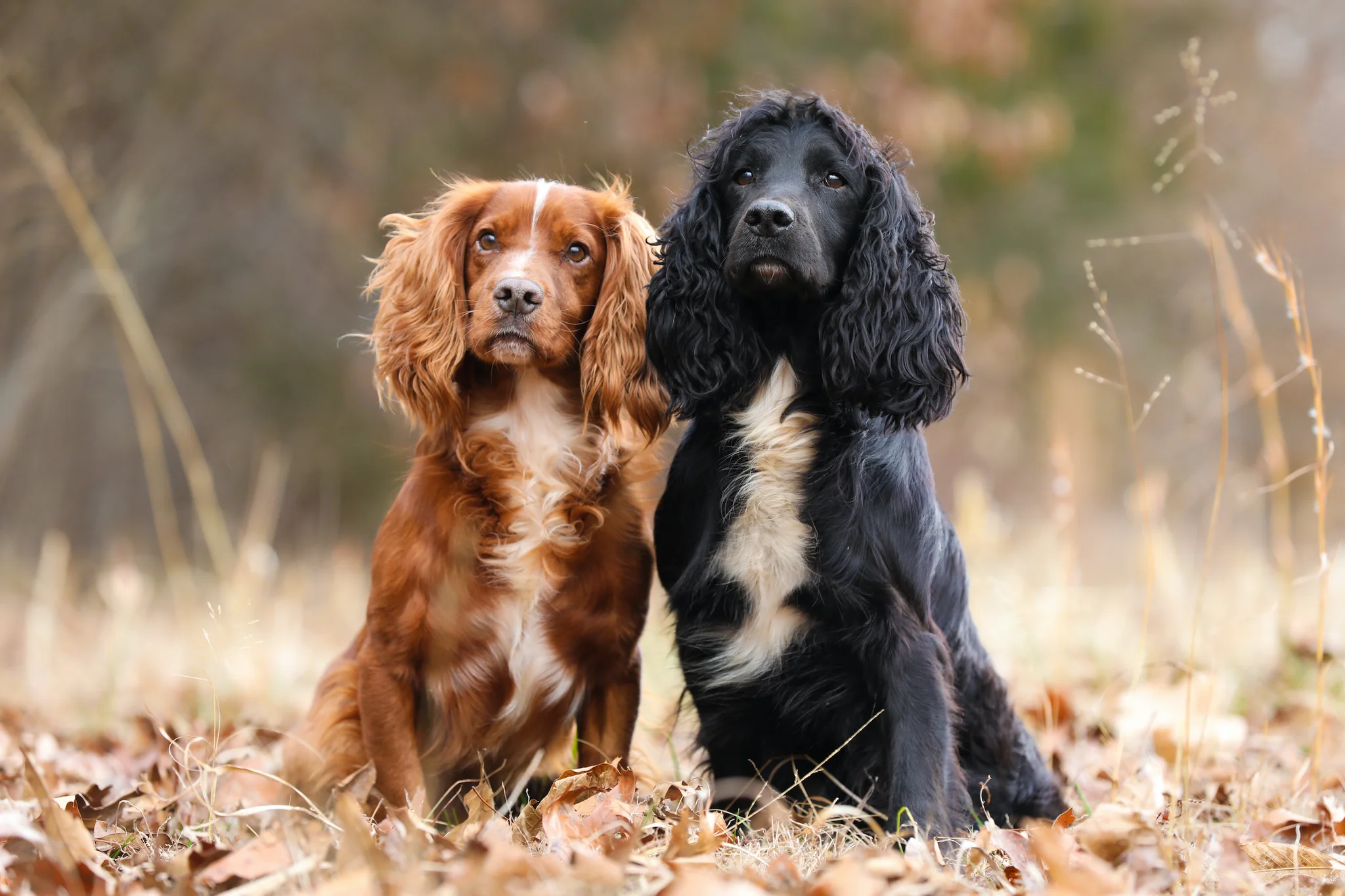 نژاد سگ انگلیش کوکر اسپانیل (English Cocker Spaniel) عکس و ویدیو
